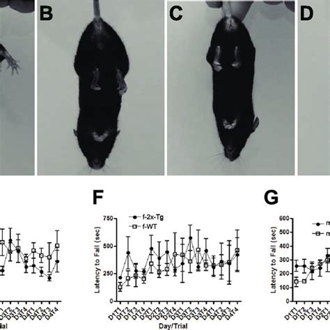 Comparison Between Single Transgenic Mice Double Transgenic Mice And
