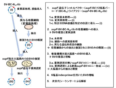 【研究成果】多様な条件でdnaに誘発される変異をハイスループットに解析できる技術を開発 広島大学