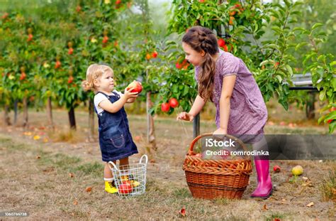 세로 2 형제 여자 작은 유아와 유기농 과수원에 빨간 사과와 아이 행복 한 형제 아이 들 아름 다운 자매 나무에서 익은 열매를 따기 재미 가족 수확의 계절 따기에 대한 스톡