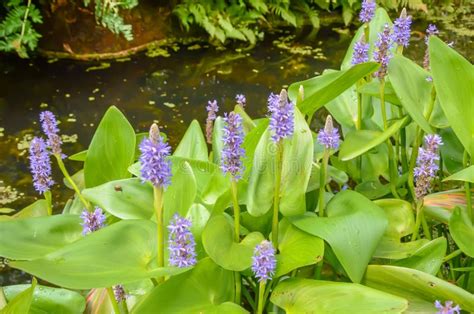 Pontederia Cordata Common Name Pickerelweed Or Pickerel Weed Is A