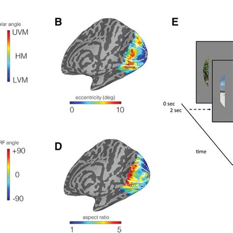 Dorsal Versus Ventral Comparisons A Bars Represent The Mean Of The Download Scientific
