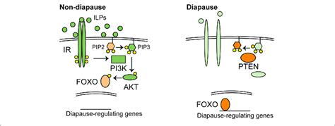 The Regulation Of Diapause By Insulin Igf Signaling Iis Major Download Scientific Diagram