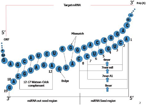 Different Mirna Mrna Seed Site Interaction Patterns 6mer 7mer A1
