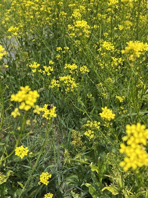 Weeds Pioneers Foreshadowing A Mature And Rich Ecosystem Mystery