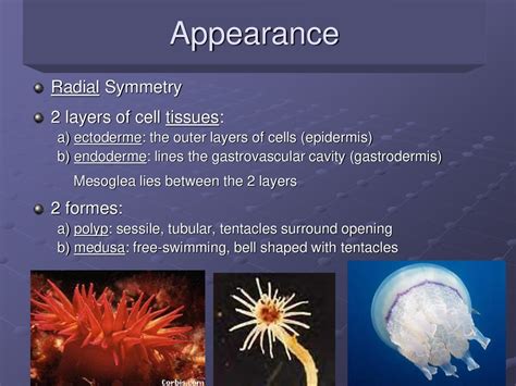 Porifera And Cnidaria Ppt Download