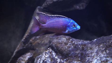 Protomelas Taeniolatus Boadzulu Red20181207 Youtube