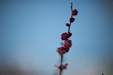 배경 화면 빨간 하늘 분기 푸른 니콘 봄 도쿄 Jp 색깔 나무 니코르 식물 Ume 플로라 꽃잎 Afs105mmf14eed