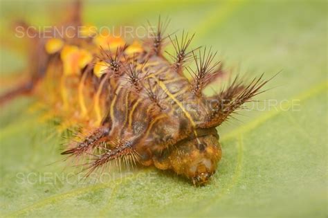 Stinging Nettle Slug Caterpillar Stock Image Science Source Images