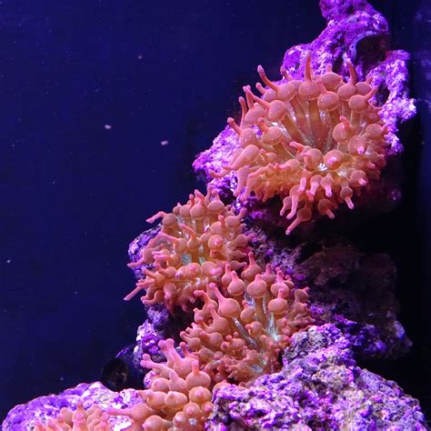 Specializing In Live Coral Macroalgae And Inverts For Reef Aquariums