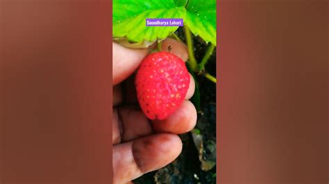 ప్రకృతి అందాలు మీకోసం 😮😮🌹💖🦋🍁🌺💥plz Like Share And Subscribeshorts Yt Shorts 💐💐💥 Youtube