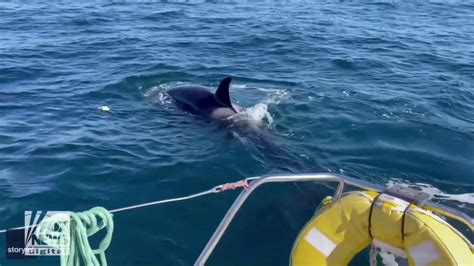 Watch As Killer Whales Attack A Boat Off The Coast Of Portugal Fox
