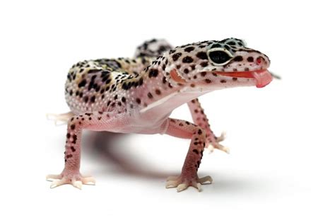 Premium Photo A Leopard Gecko With A Pink Tongue Sticking Out