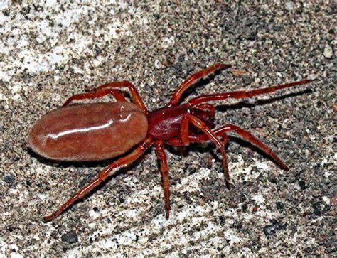 Large Rubbery Long Bodied Red Spider Dysdera Crocata Bugguidenet