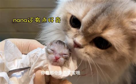 延迟3天后，nana终于生啦！ 邓峰萌萌摔肿了 邓峰萌萌摔肿了 哔哩哔哩视频