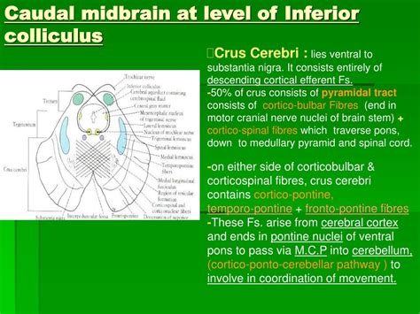 Ppt Internal Structure Of Pons Powerpoint Presentation Free Download