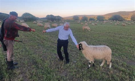 Daea și A Găsit Alte Preferate