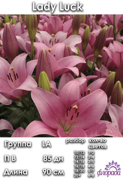 Купить луковицы лилии оптом в Симферополе и Крыму