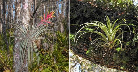 How To Remove Air Plants From Trees Air Plants Web