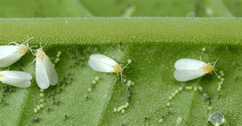 Ash Whitefly How To Get Rid Of Ash Whitefly Davey Tree