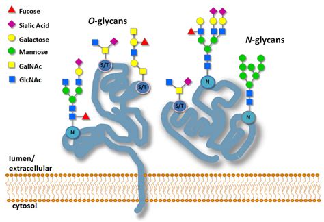 What Is Glycobiology Neb