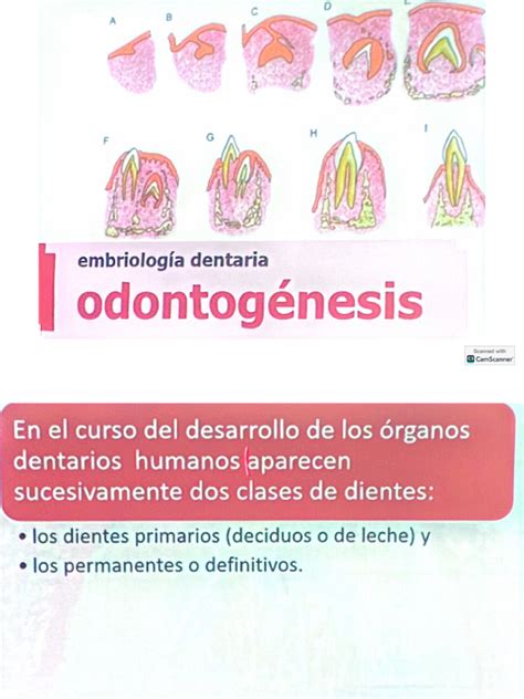 Odontogenesis Pdf