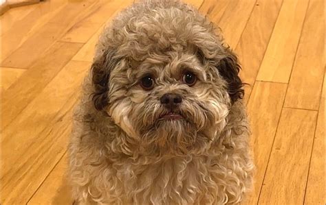 Dog With Human Like Face Goes Viral On Tiktok With 25 Million Views
