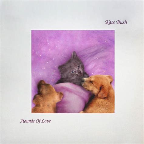 Classic Album Covers Reimagined With Kittens Artofit