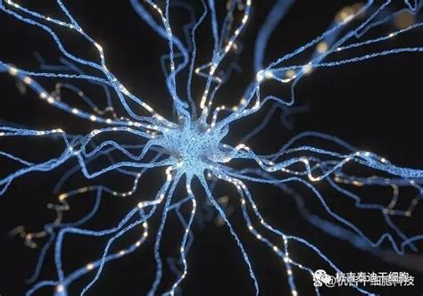 神经干细胞来源及移植治疗神经系统疾病的临床应用 杭吉干细胞科技