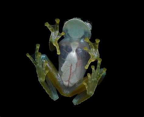 Translucent Glass Frogs Use A Never Before Seen Novel Form Of Camouflage