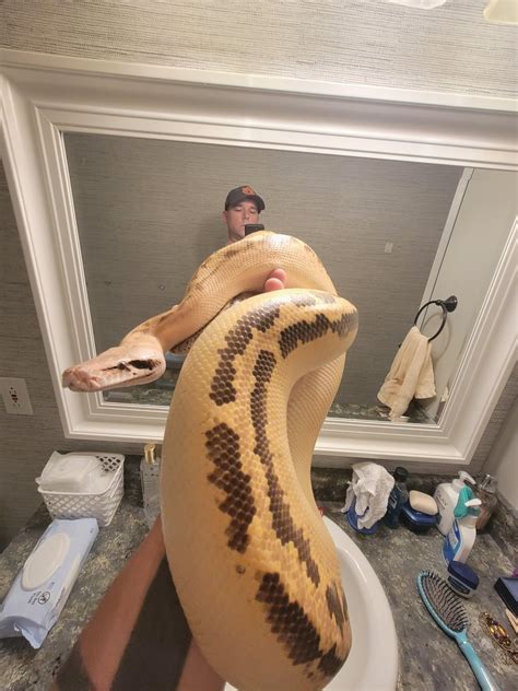 Blood Python Size Rsnakes