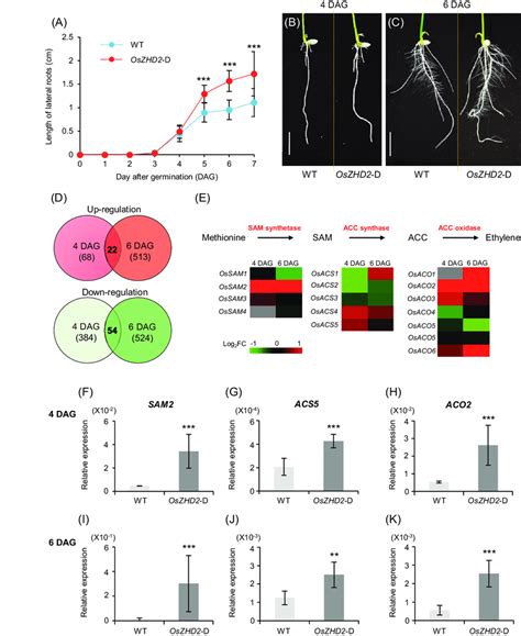Rna Sequencing Analysis And Qrt Pcr Analysis Of Differentially
