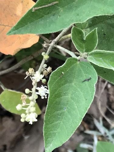 Tepozán Blanco Buddleja Cordata Picturethis