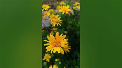 කුරුළු හඬයි මල් යායයි Nature Gardenflowers Whatsappstatusvideo Whildfloweras Shortsvideo