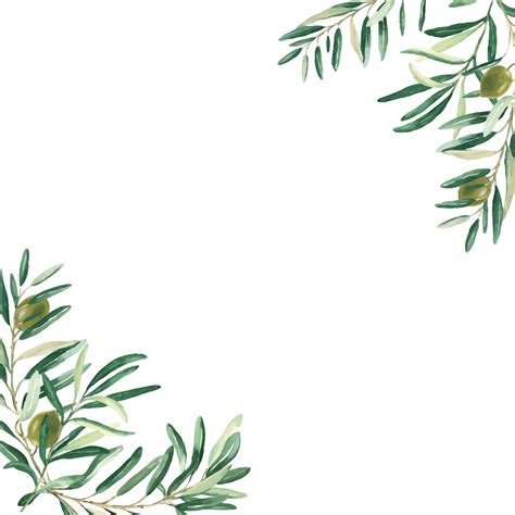 Olive Tree Square Frame Border Green Olives And Branches Corners Hand
