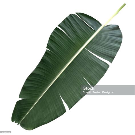열대 바나나는 식물 단풍 자연 배경 모형 템플릿을 남깁니다 3d 렌더링 0명에 대한 스톡 사진 및 기타 이미지 0명 가을 단풍 나뭇가지 Istock