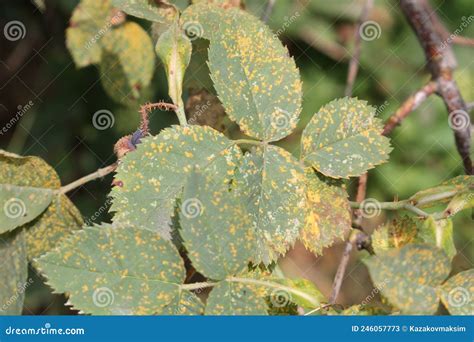 Rose Rust Symptoms Of Fungal Disease Of Roses In Form Of Yellow Spots