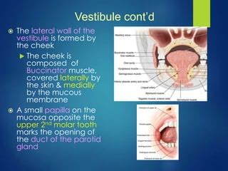 Anatomy Of Oral Cavity Tongue And Palate Pptx