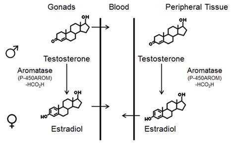 Aldehyde Dehydrogenase 1a1 Friend Or Foe To Female Metabolism