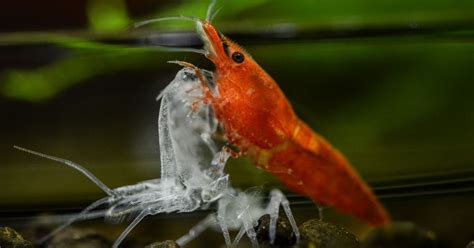 Bamboo Shrimp Tank Mates Compatible Species For A Thriving Aquarium Tfcg