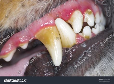 Calculus Teeth Dog