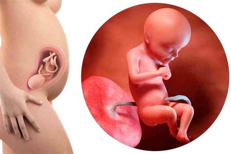 Sviluppo Feto Settimana Per Settimana Un Viaggio Straordinario