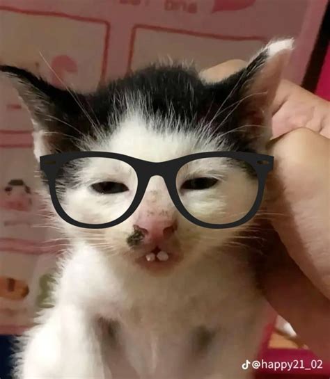 Nerd Cat Silly Cats Funny Cats Nerd