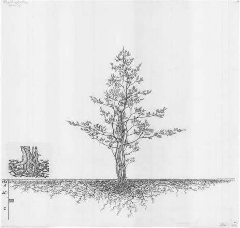 Amazing Plant Drawings Explore The Unseen Beauty Of Tree Root Systems