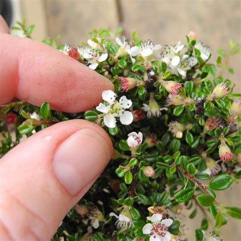 Miniature Garden Tree Thyme Leaf Cotoneaster Microphylla Thymifolius