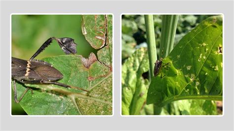 Black Stink Bug Identification Behavior And Control