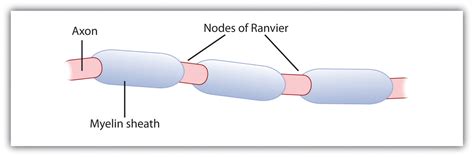 Nodes Of Ranvier Neuron