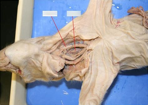 Fetal Pig Thyroid Gland