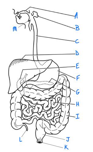 Bio Chp 35 Sec 1 Flashcards Quizlet