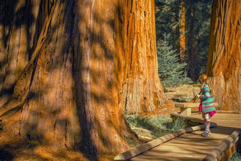 Sequoia Tree Dance Images Free Download On Freepik