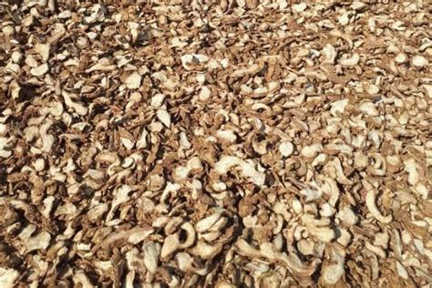 Jahe Merah Kering Meningkatkan Nilai Ekonomis Pt Loka Nusantara Export